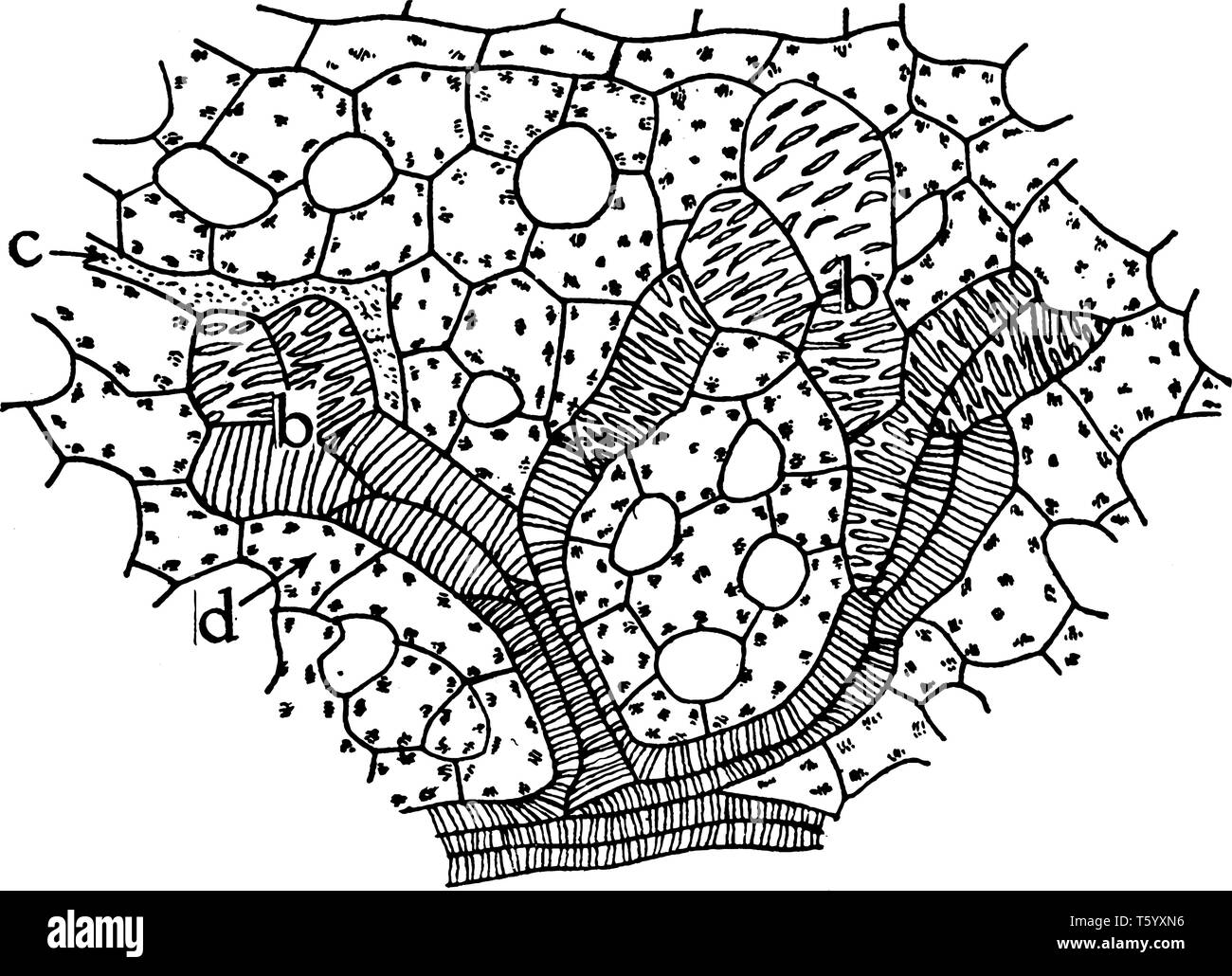 Células epidermis Foto e Immagini Stock in Bianco e Nero - Alamy