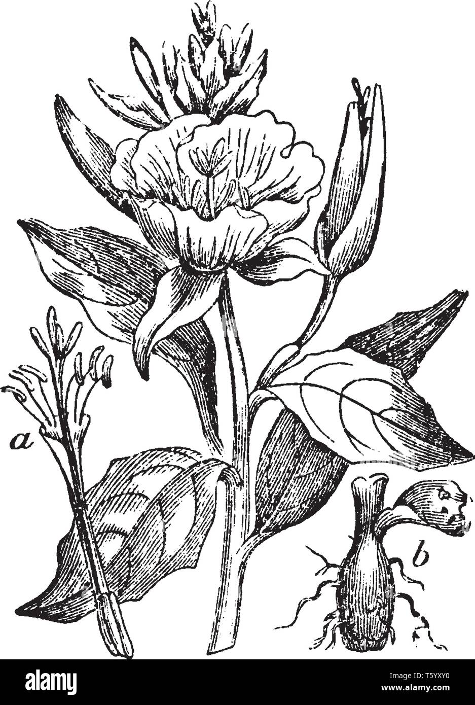 Corolla di un fiore Immagini Vettoriali Stock - Alamy