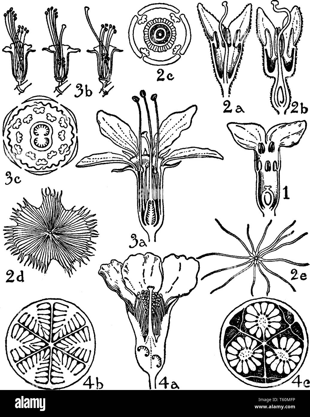 I fiori sono bisessuali immagini e fotografie stock ad alta risoluzione ...