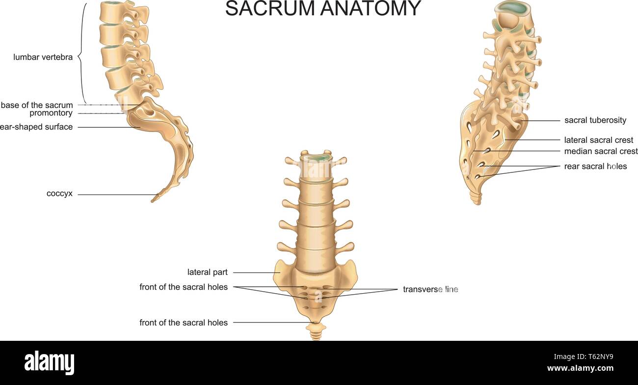 Illustrazione vettoriale di anatomia del sacro e vertebre lombari ...