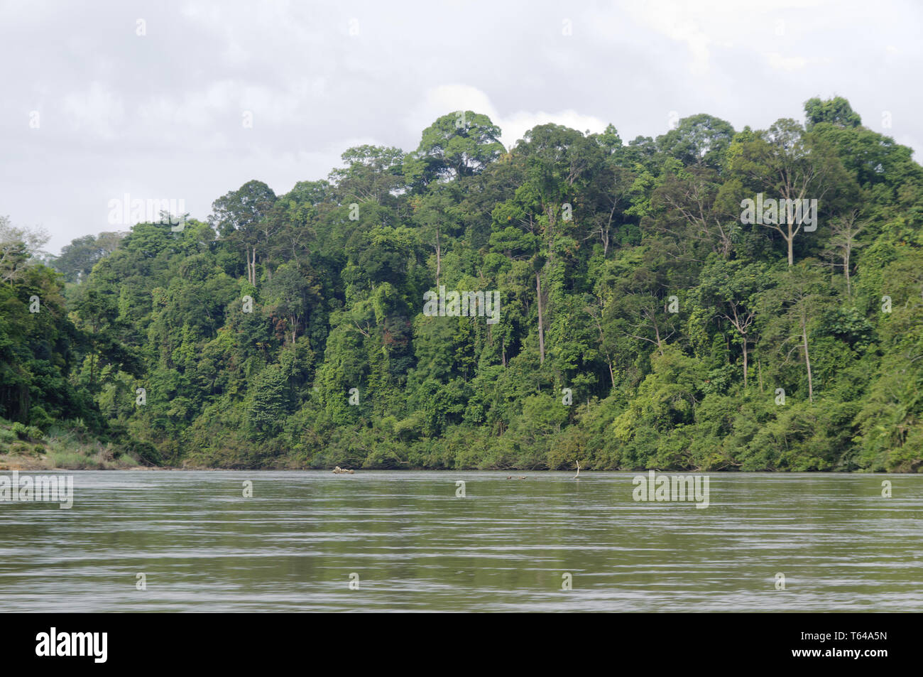 Lussureggiante giungla della foresta pluviale della malesia immagini e ...