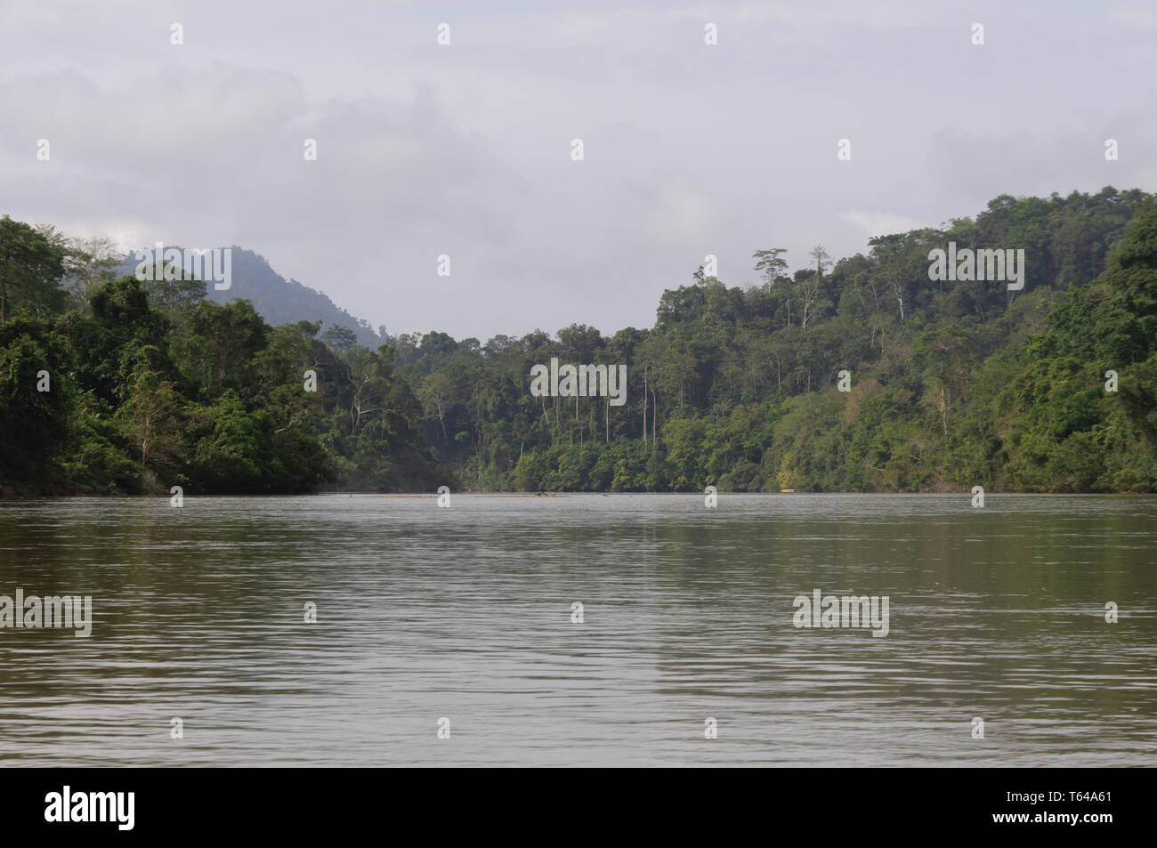 Lussureggiante giungla della foresta pluviale della malesia immagini e ...