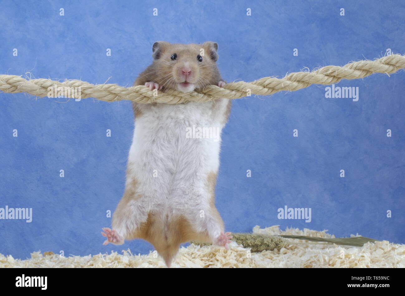 Criceto dorato mesocricetus auratus immagini e fotografie stock ad alta ...