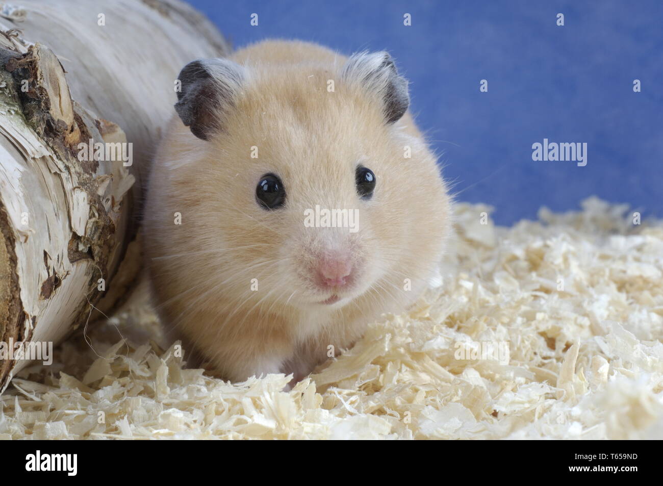 Hamster dore immagini e fotografie stock ad alta risoluzione - Alamy
