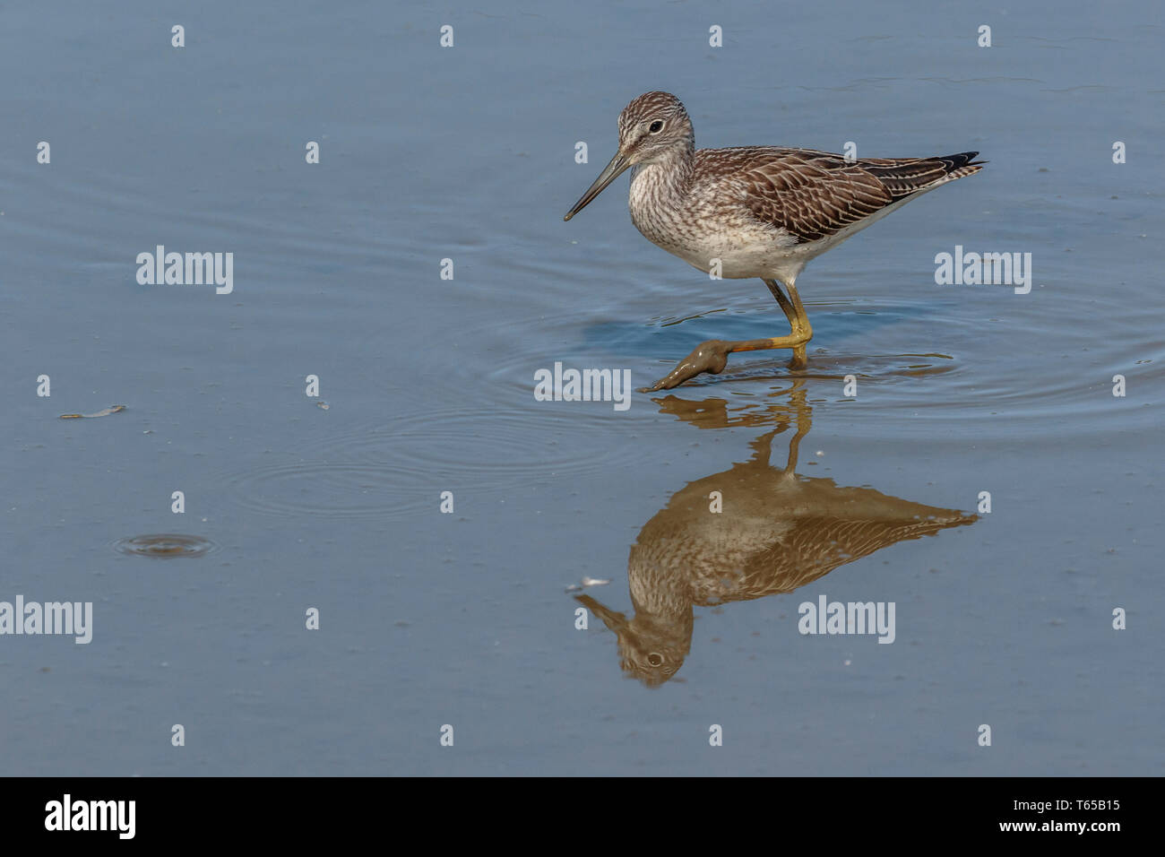 Le 6 dighe immagini e fotografie stock ad alta risoluzione - Alamy