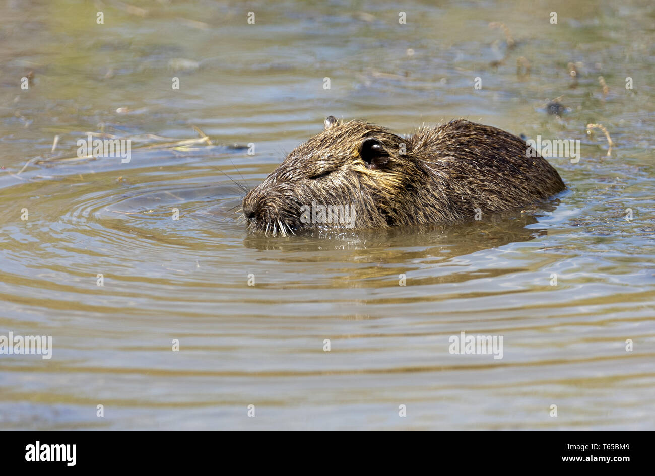 Fiume dei roditori immagini e fotografie stock ad alta risoluzione - Alamy