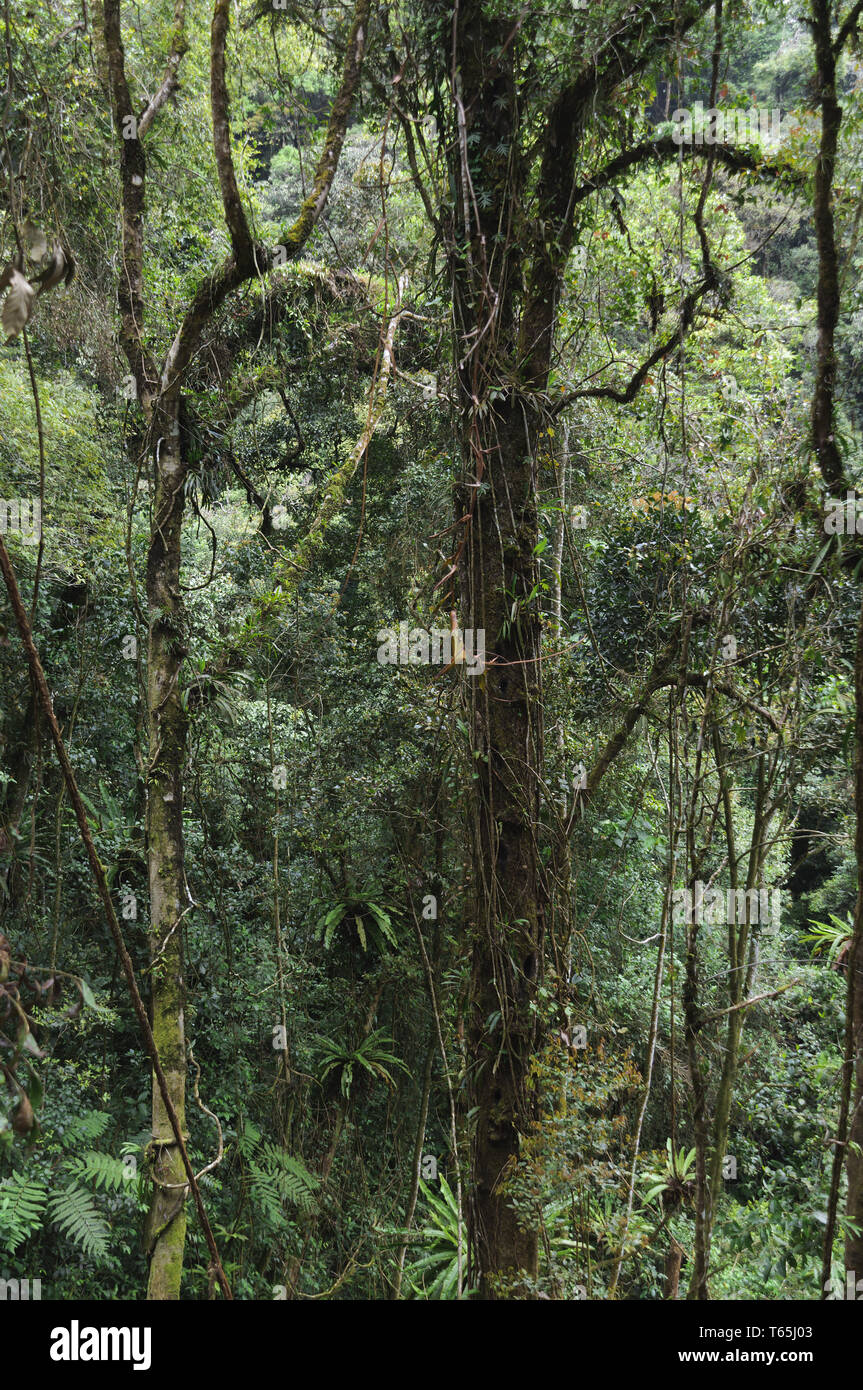 Lussureggiante giungla della foresta pluviale della malesia immagini e ...