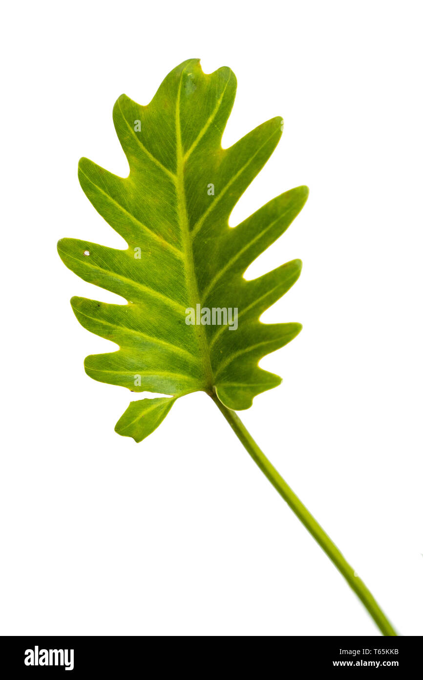 Pianta di xanadu immagini e fotografie stock ad alta risoluzione - Alamy