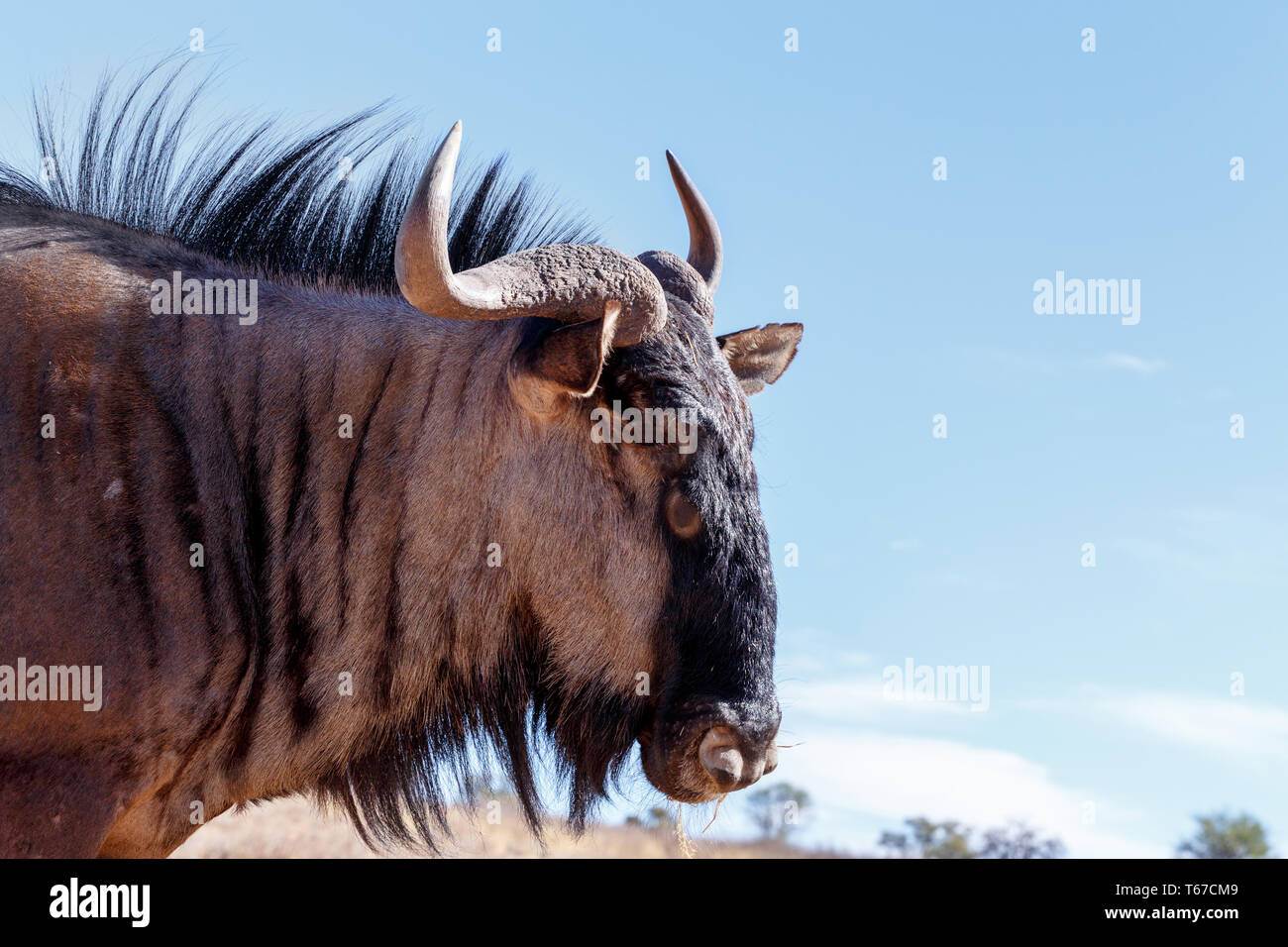 Uno gnu dalla coda bianca immagini e fotografie stock ad alta ...