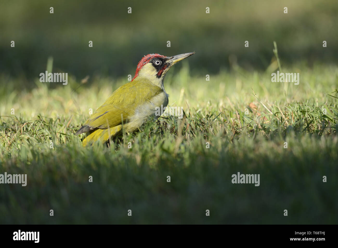 Picchio verde eurasiatico immagini e fotografie stock ad alta ...