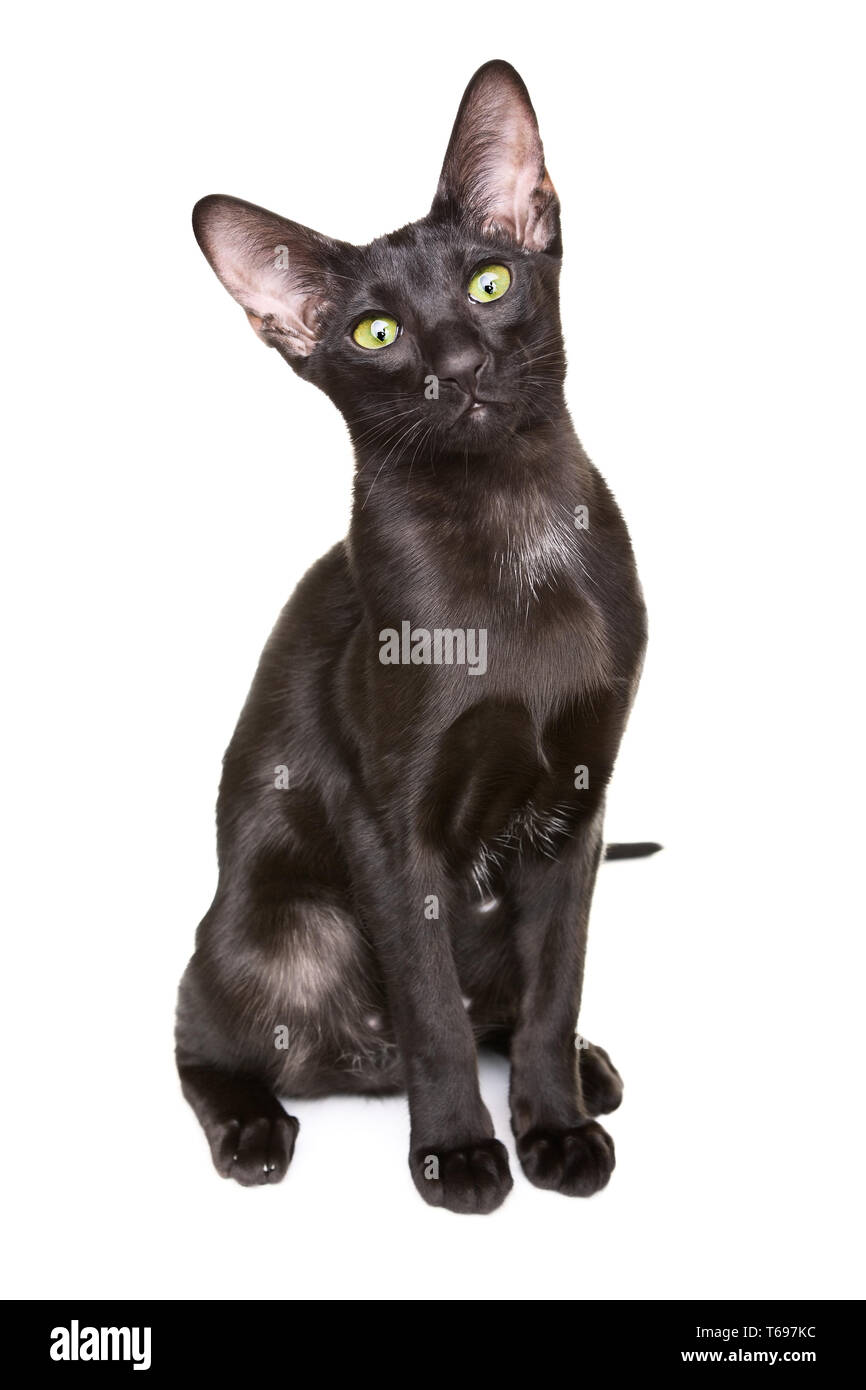 Gattino orientale dello shorthair immagini e fotografie stock ad alta ...