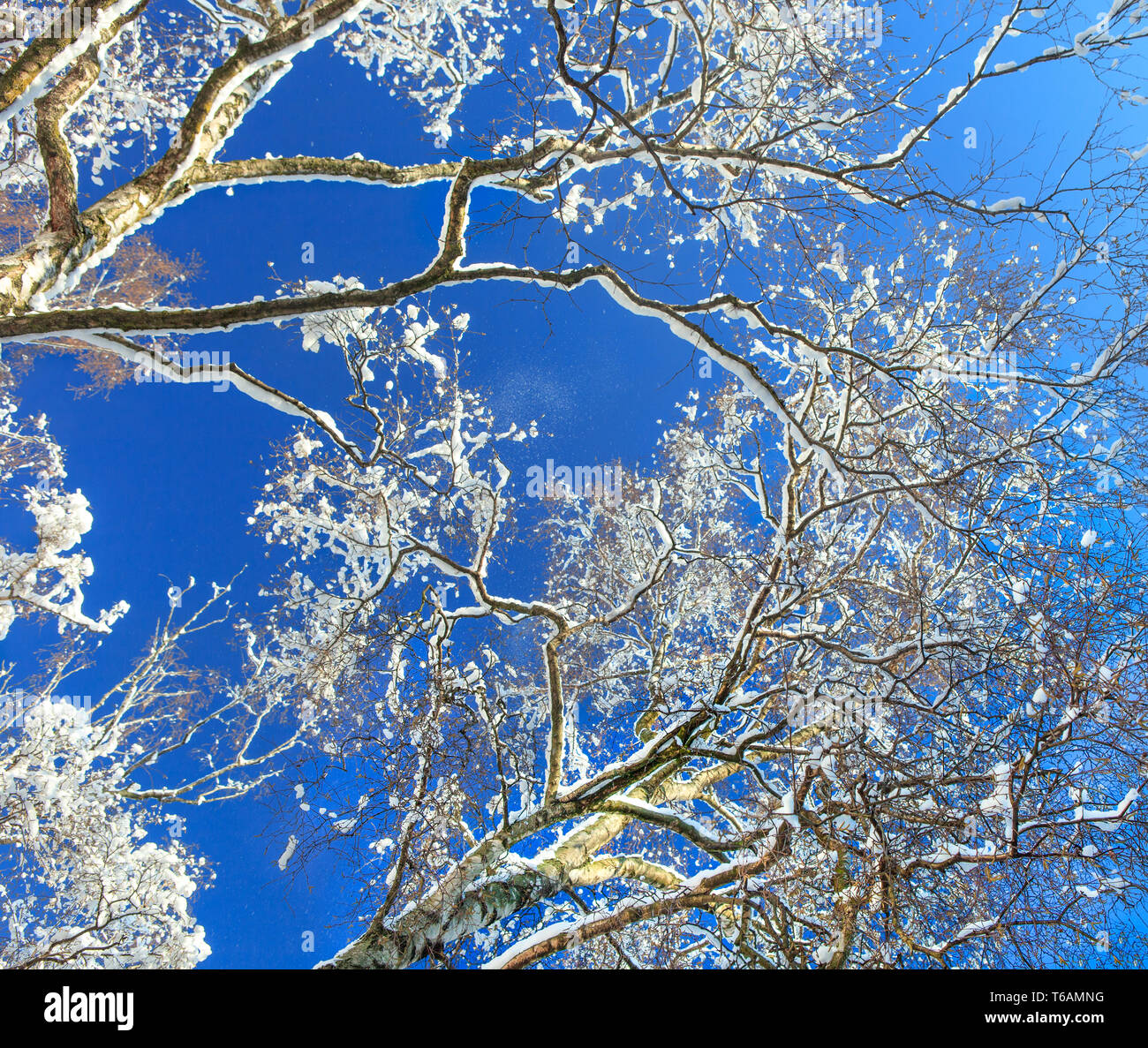 Alberi coperti di neve e brina ghiacciata immagini e fotografie stock ...