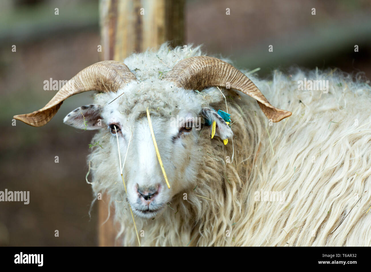Pecora cornuta del dorset immagini e fotografie stock ad alta ...