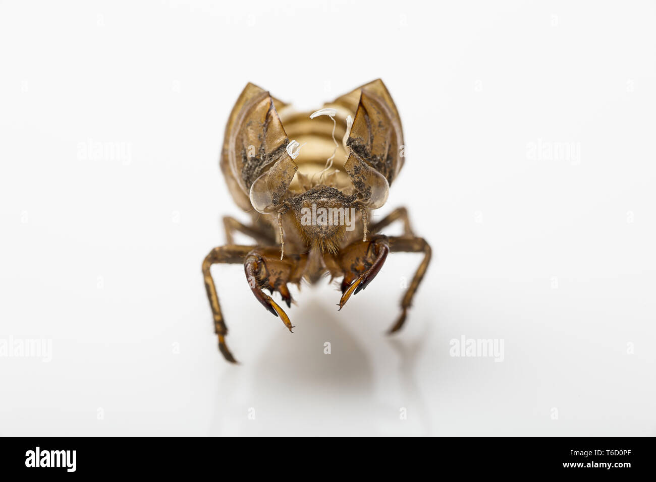 Guscio di cicala vuoto immagini e fotografie stock ad alta risoluzione ...