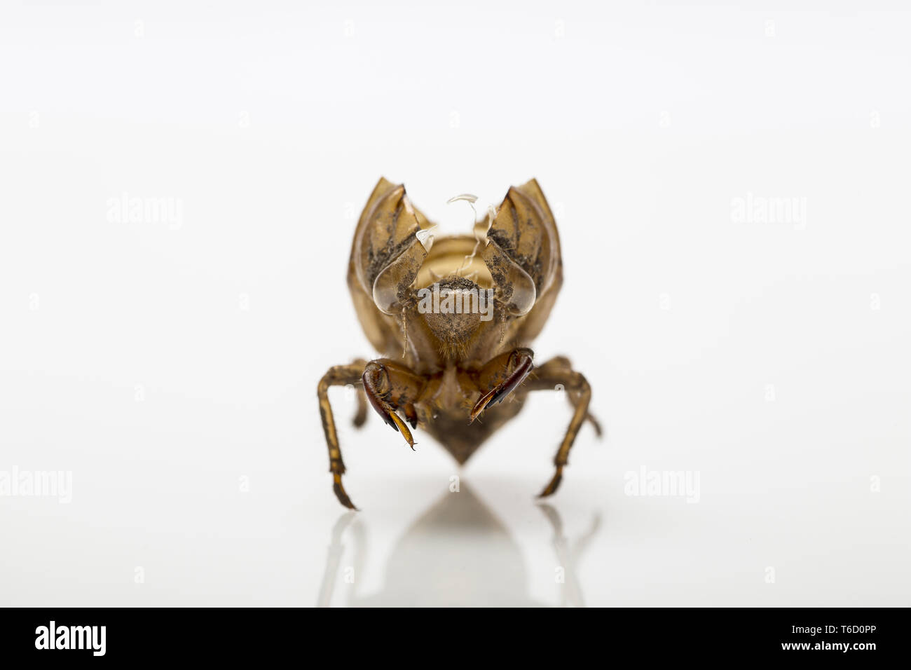 Guscio di cicala vuoto immagini e fotografie stock ad alta risoluzione ...