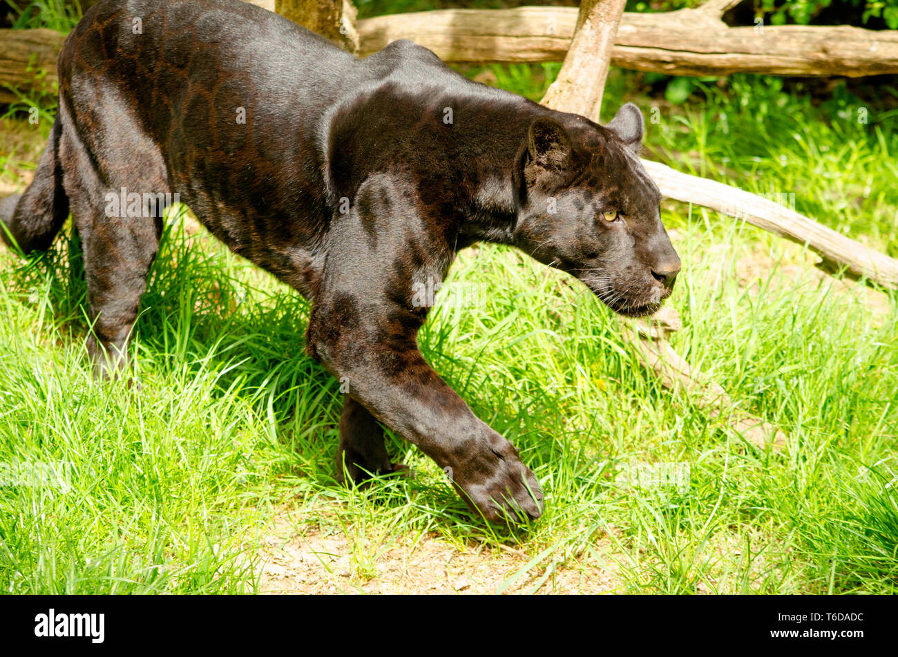 Giaguaro nero grande gatto immagini e fotografie stock ad alta ...