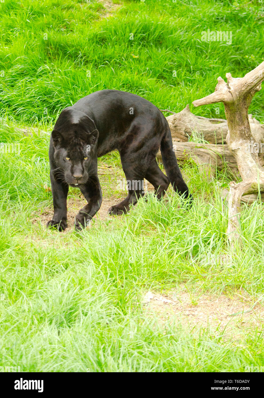 Giaguaro nero grande gatto immagini e fotografie stock ad alta ...