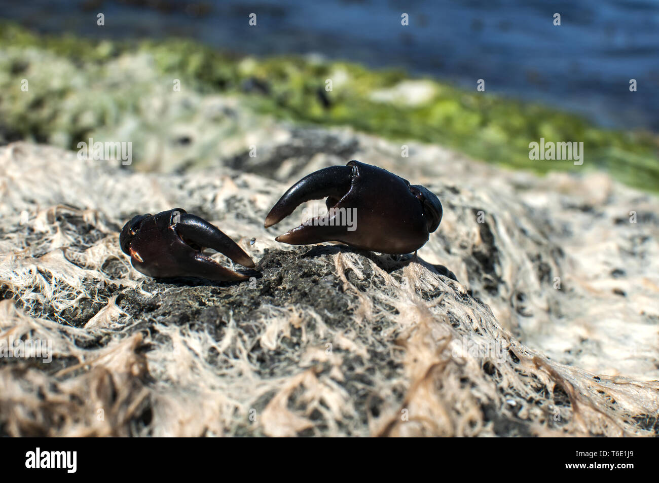 Chela di granchio immagini e fotografie stock ad alta risoluzione - Alamy