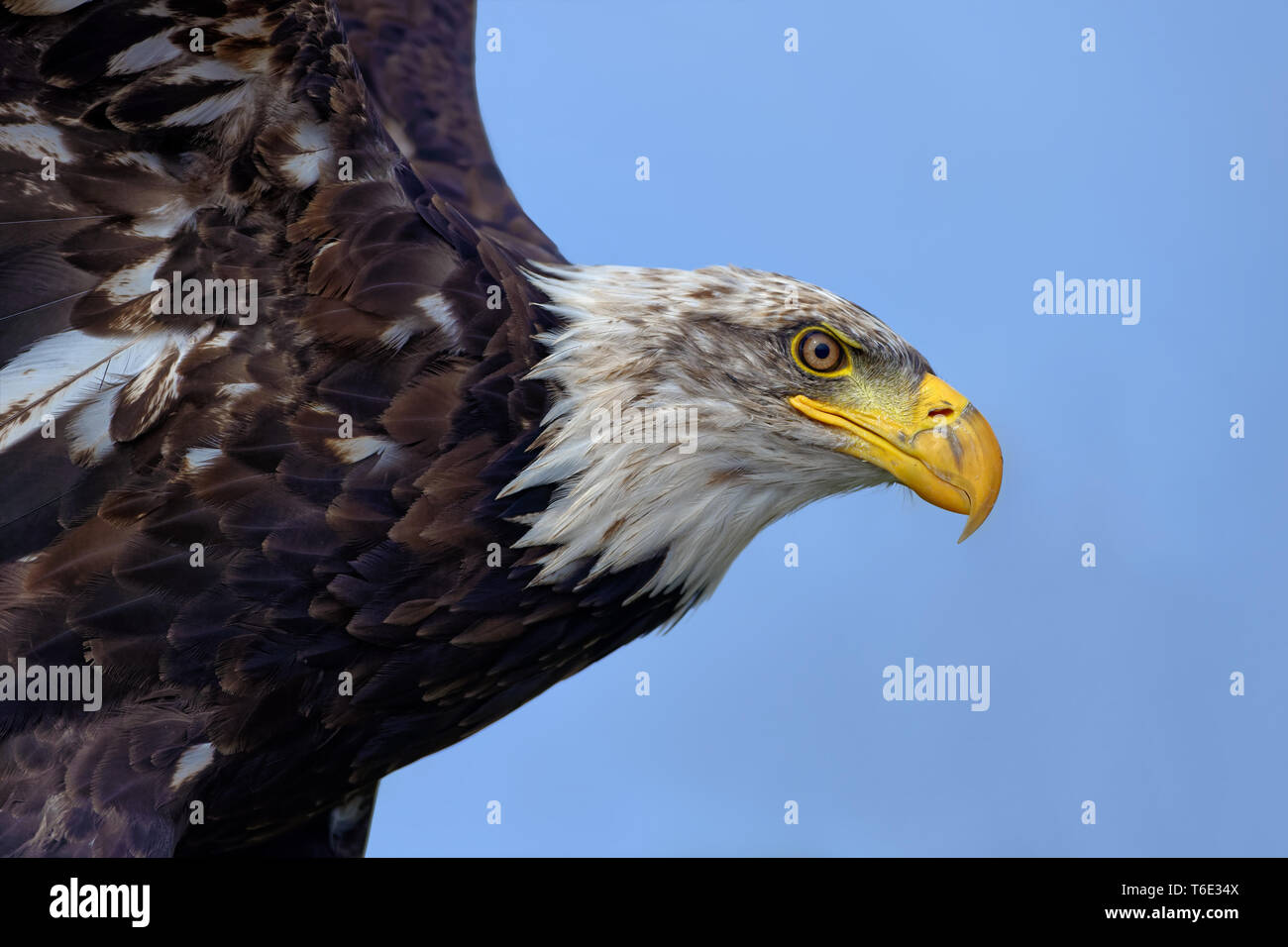 Aquila di mare di profilo immagini e fotografie stock ad alta ...
