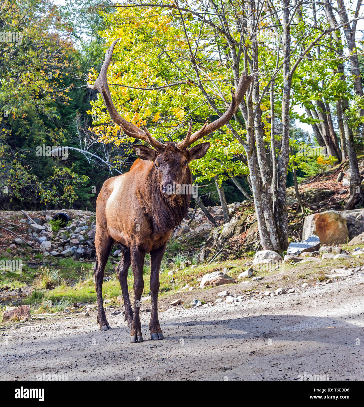 Alberta di cervo rosso immagini e fotografie stock ad alta risoluzione ...