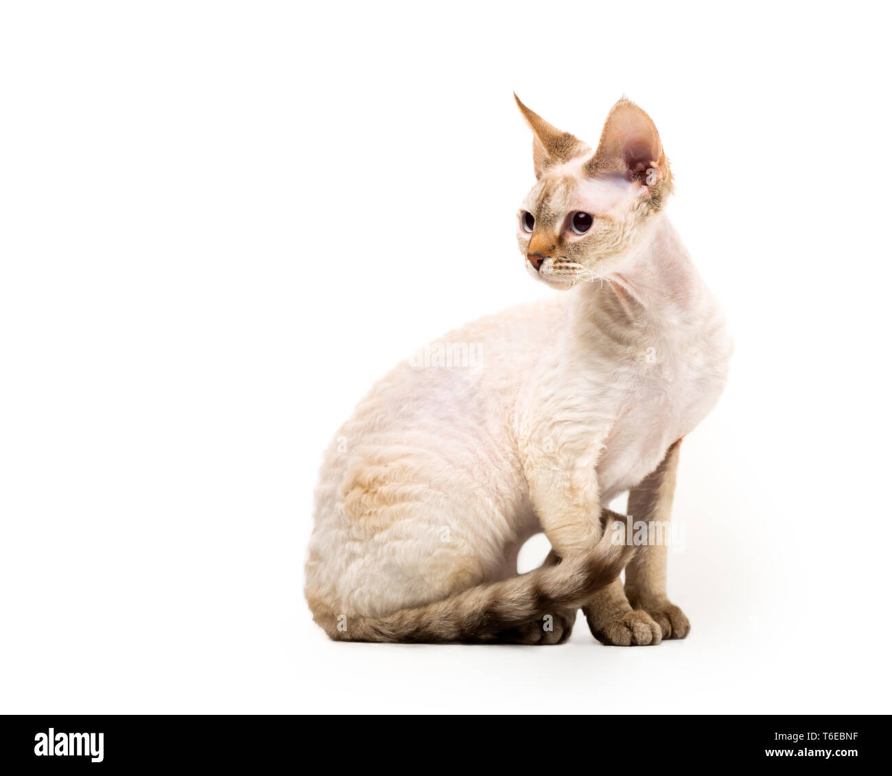Gatto devon rex immagini e fotografie stock ad alta risoluzione - Alamy