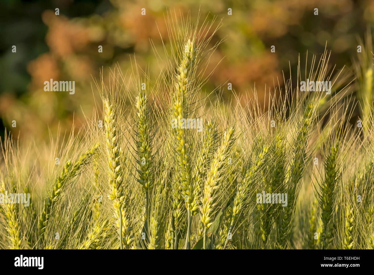 Steli di grano immagini e fotografie stock ad alta risoluzione - Alamy