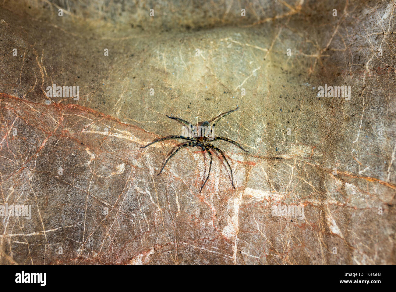 Giant crab spider huntsman spider immagini e fotografie stock ad alta ...