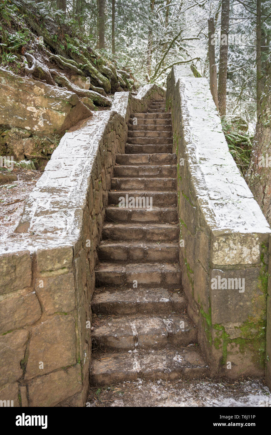 Scale nel bosco immagini e fotografie stock ad alta risoluzione - Alamy