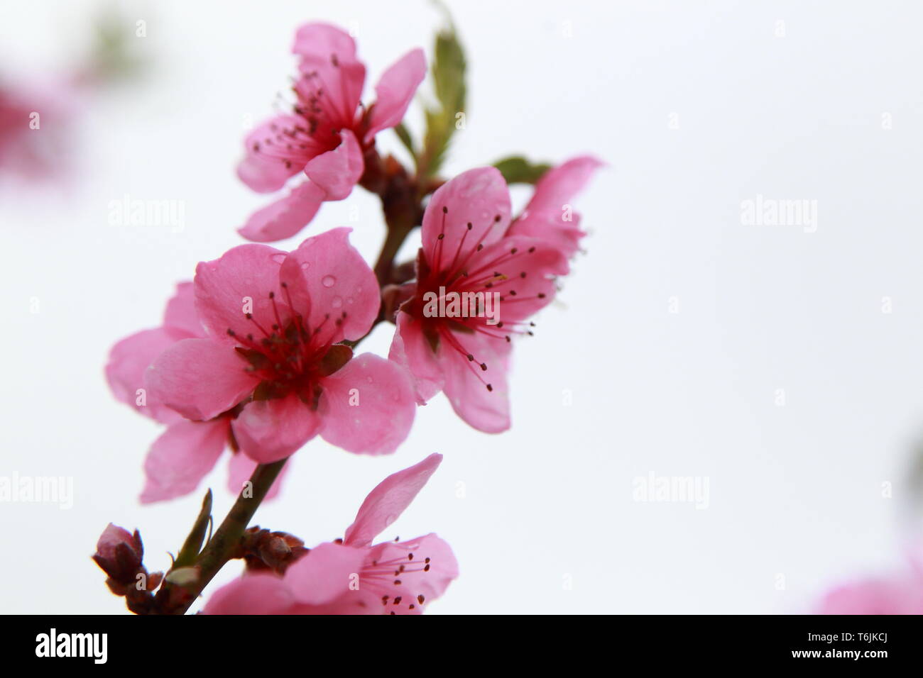 Fiori di pesco in primavera immagini e fotografie stock ad alta ...