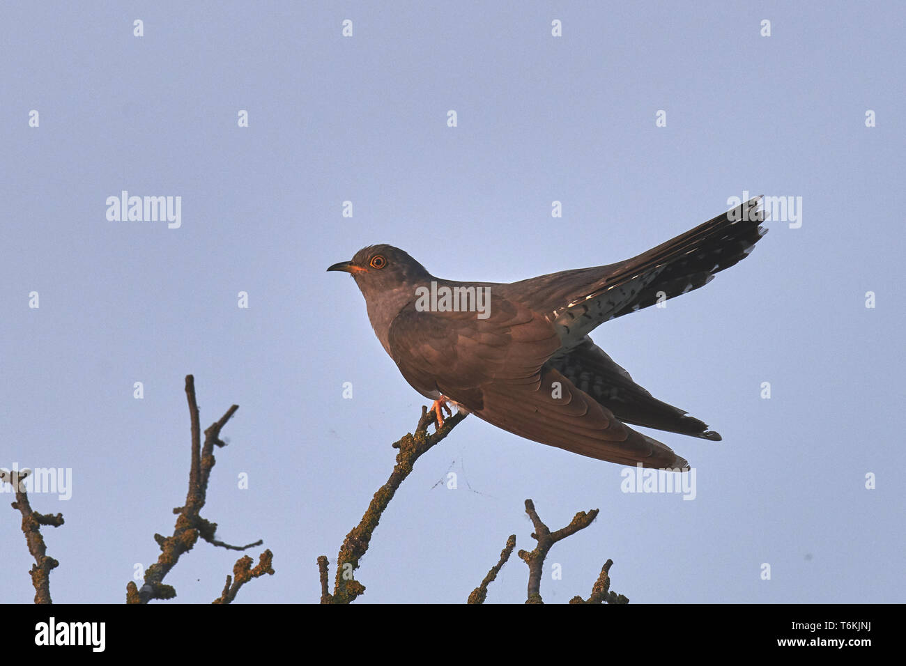 Uccelli a cucù immagini e fotografie stock ad alta risoluzione - Alamy