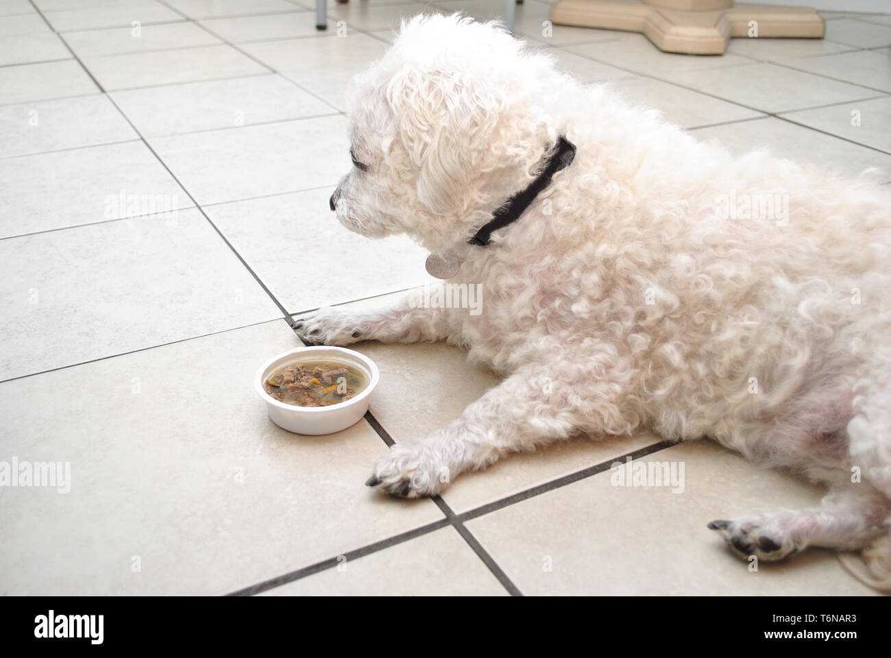 Bichon poodle immagini e fotografie stock ad alta risoluzione - Alamy