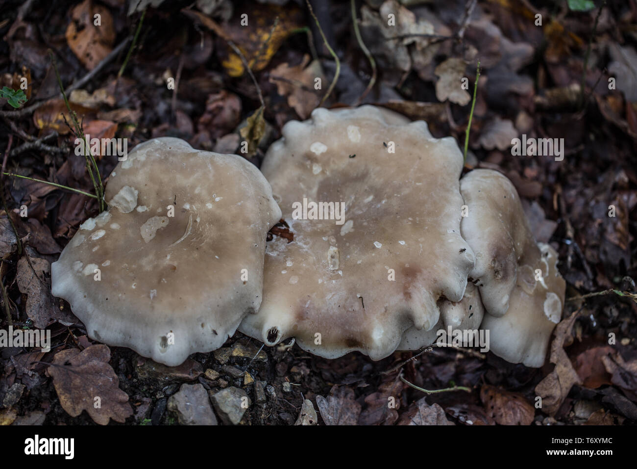 Funghi lamellari immagini e fotografie stock ad alta risoluzione - Alamy