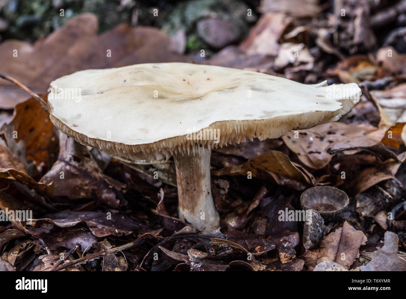 Funghi lamellari immagini e fotografie stock ad alta risoluzione - Alamy