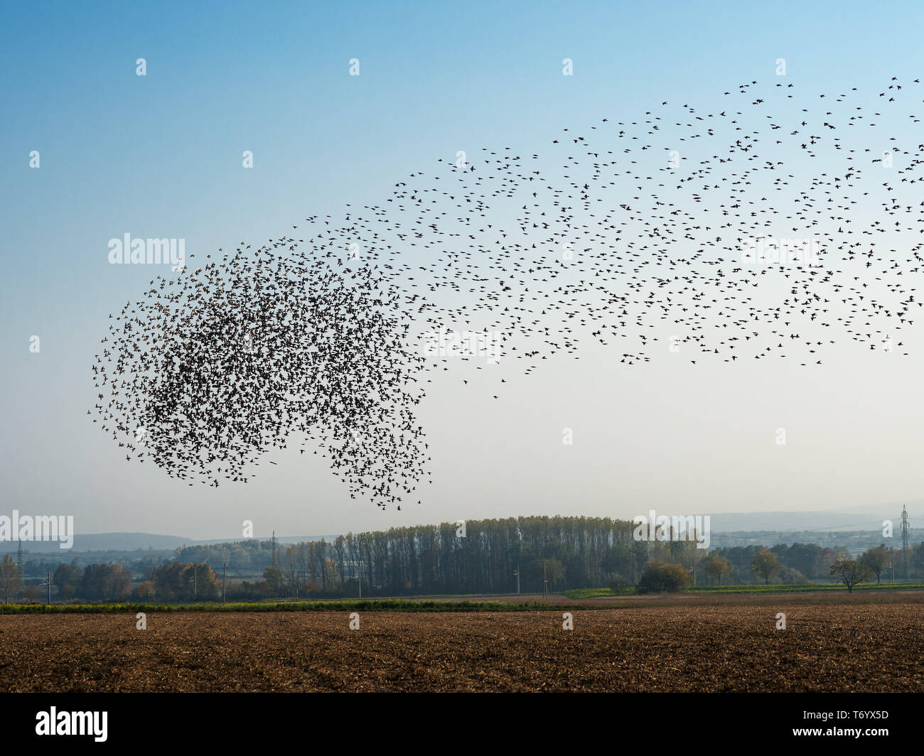 Stormo di uccelli Foto stock - Alamy