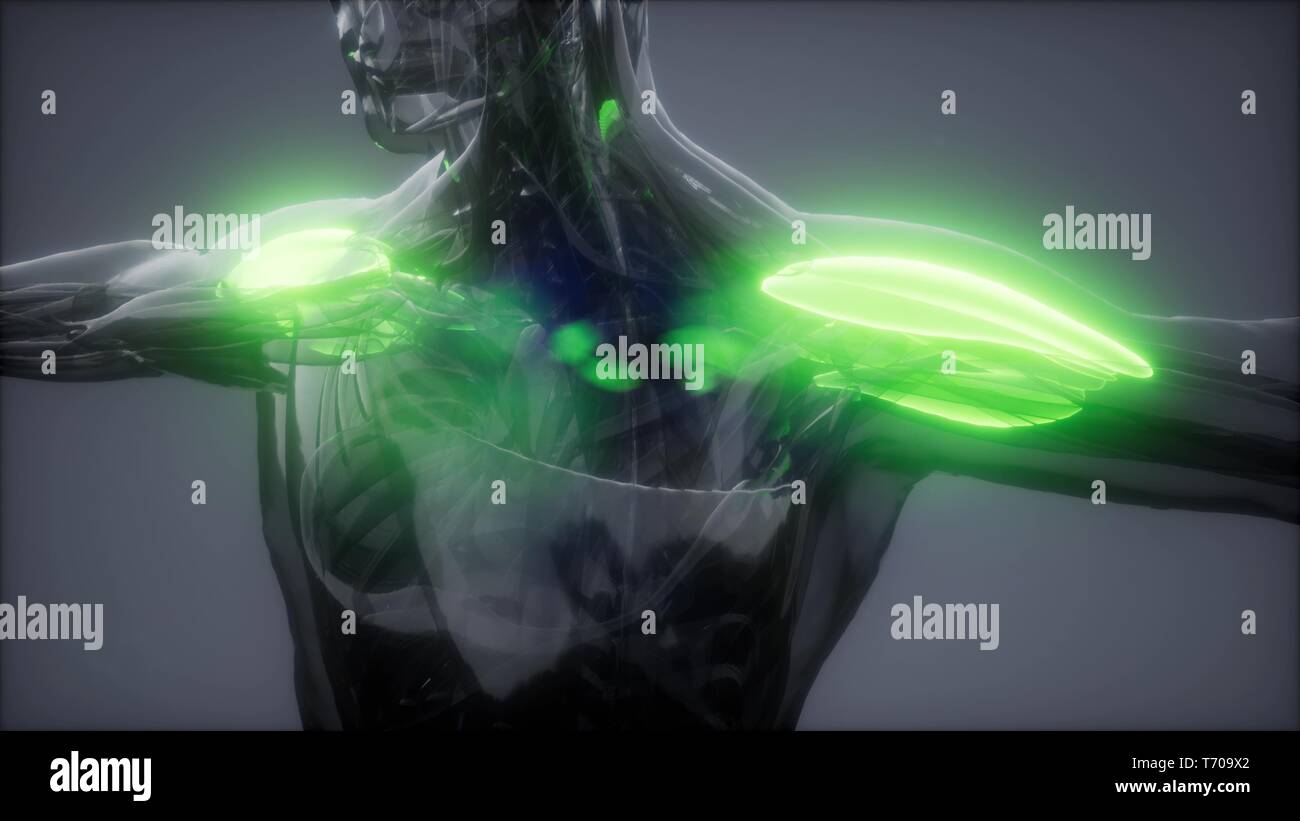 Muscolo deltoide - Visibile anatomia muscolare mappa Foto stock - Alamy