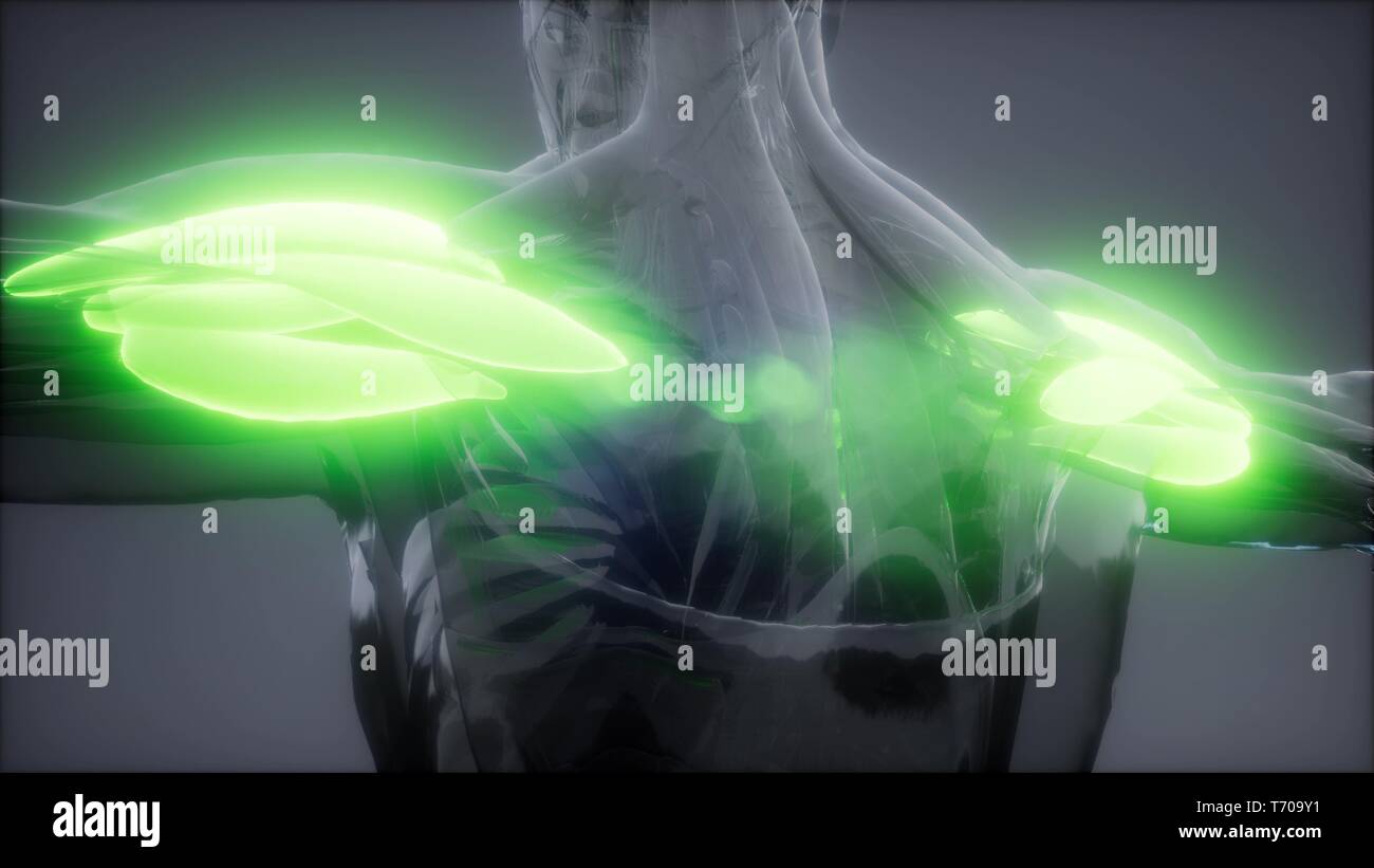 Muscolo deltoide - Visibile anatomia muscolare mappa Foto stock - Alamy