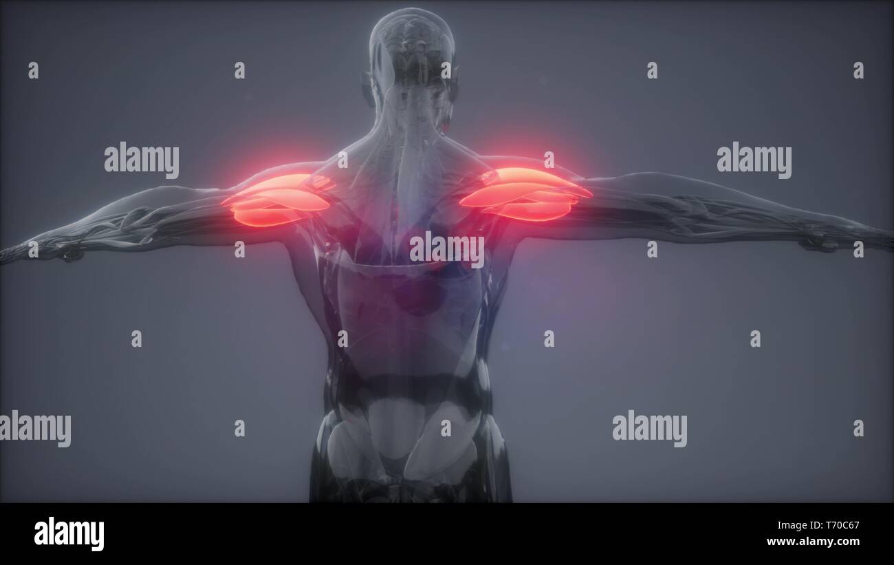 Muscolo deltoide - Visibile anatomia muscolare mappa Foto stock - Alamy