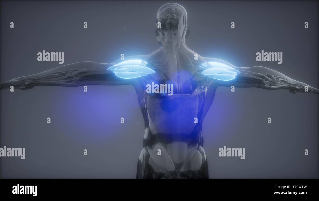 Muscolo deltoide - Visibile anatomia muscolare mappa Foto stock - Alamy