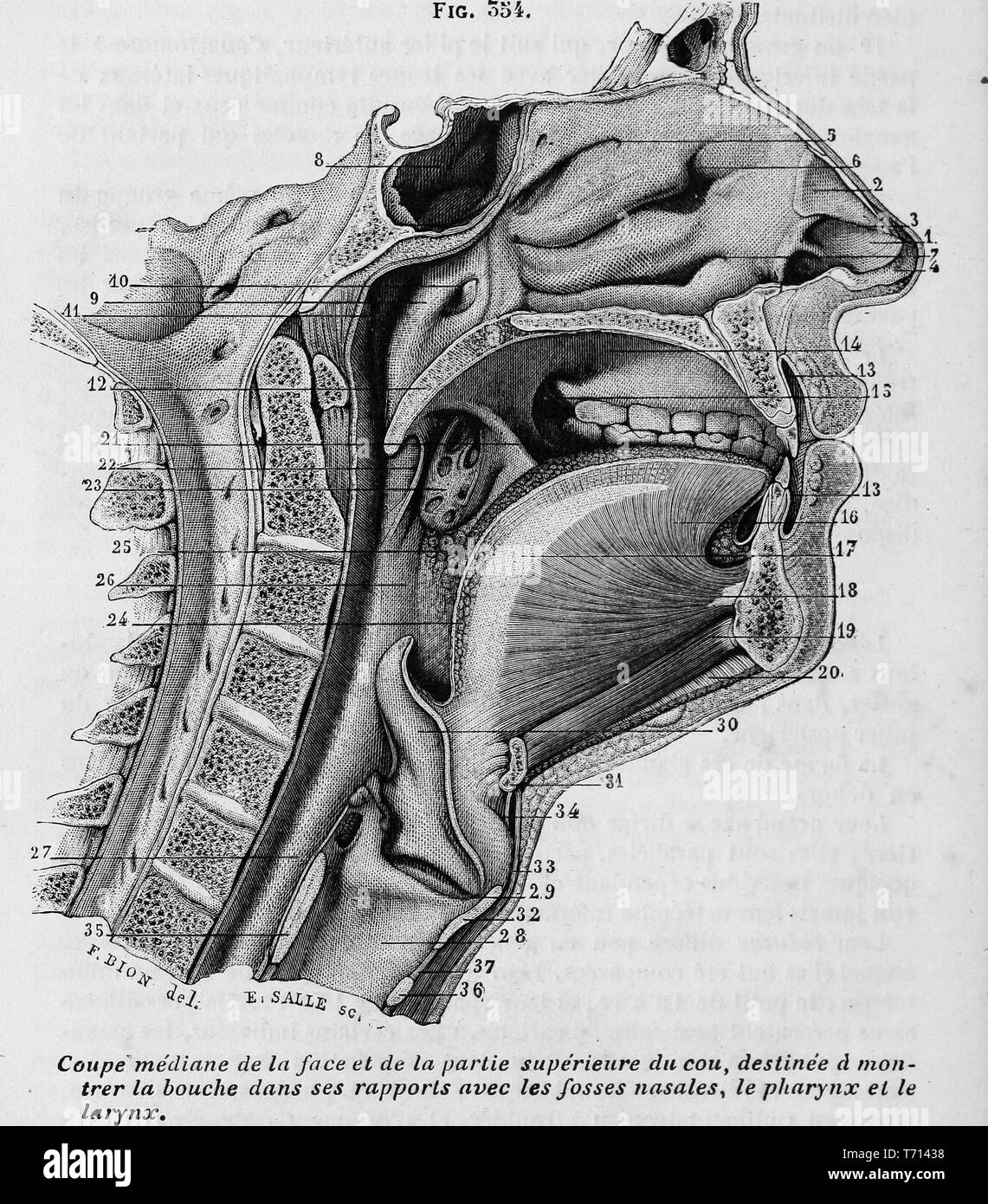 Faringe anatomia immagini e fotografie stock ad alta risoluzione - Alamy