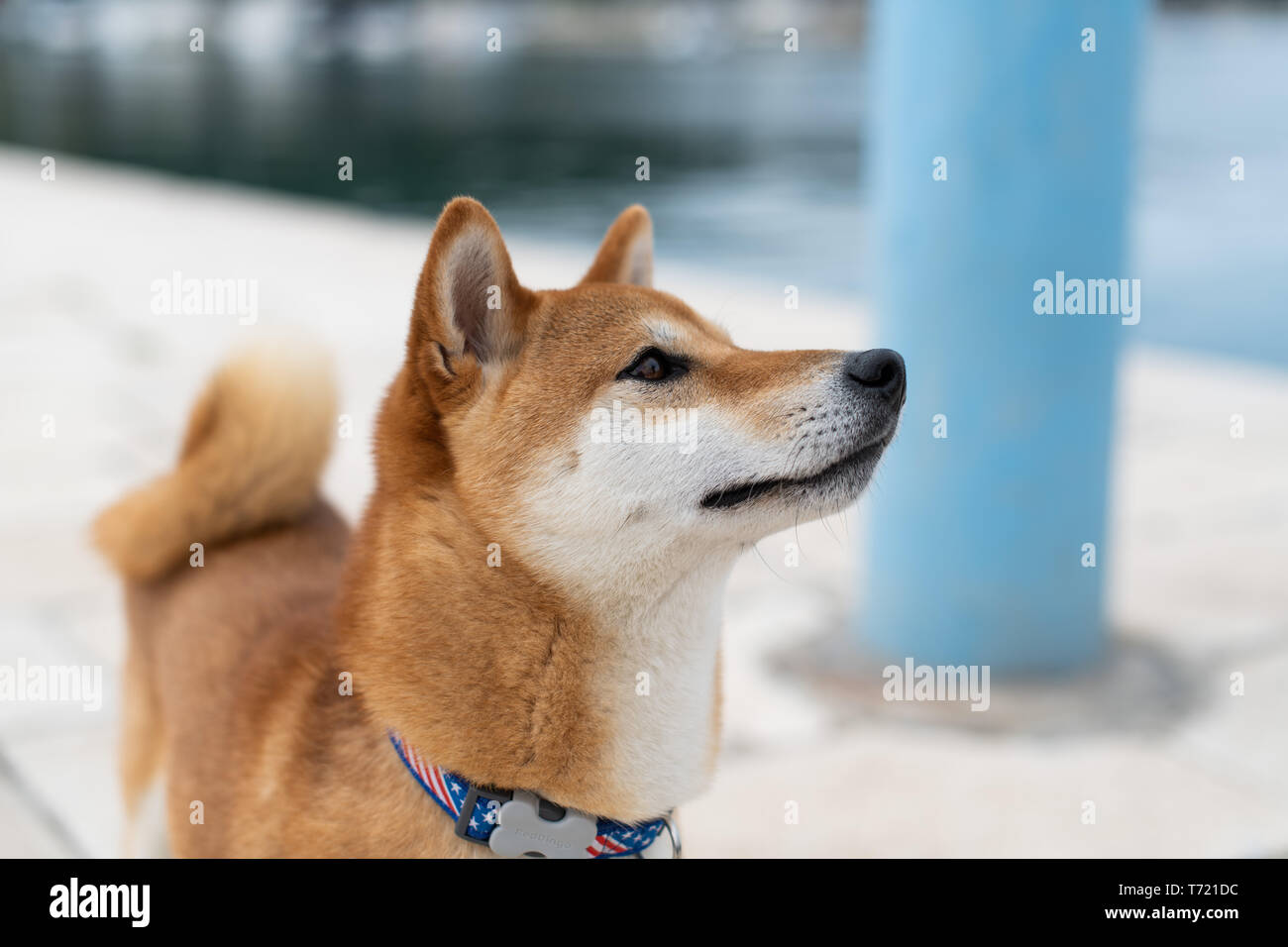 Japanese shiba inu immagini e fotografie stock ad alta risoluzione - Alamy