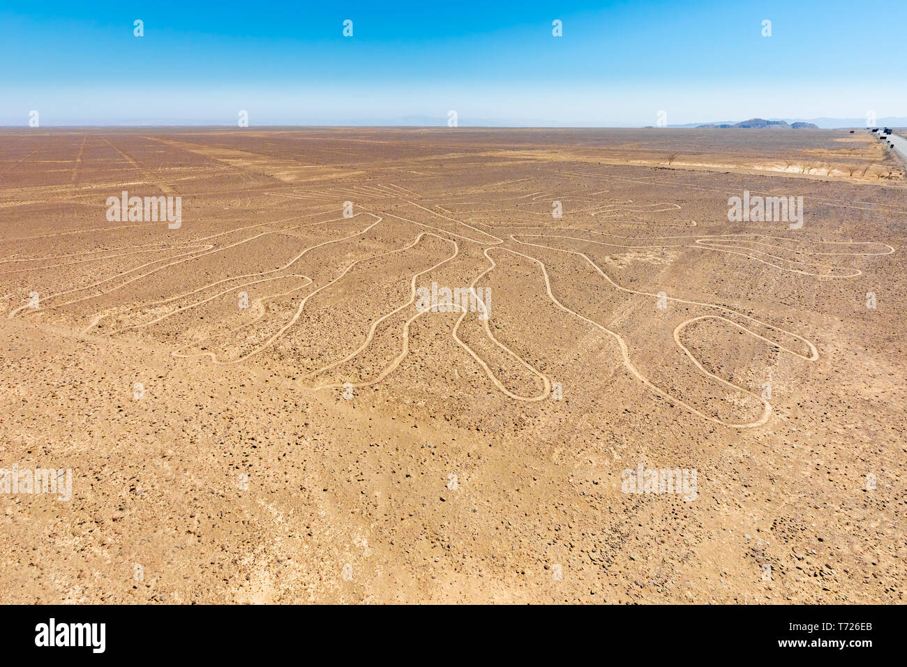 Linee di Nazca il grande albero del Perù Foto stock - Alamy