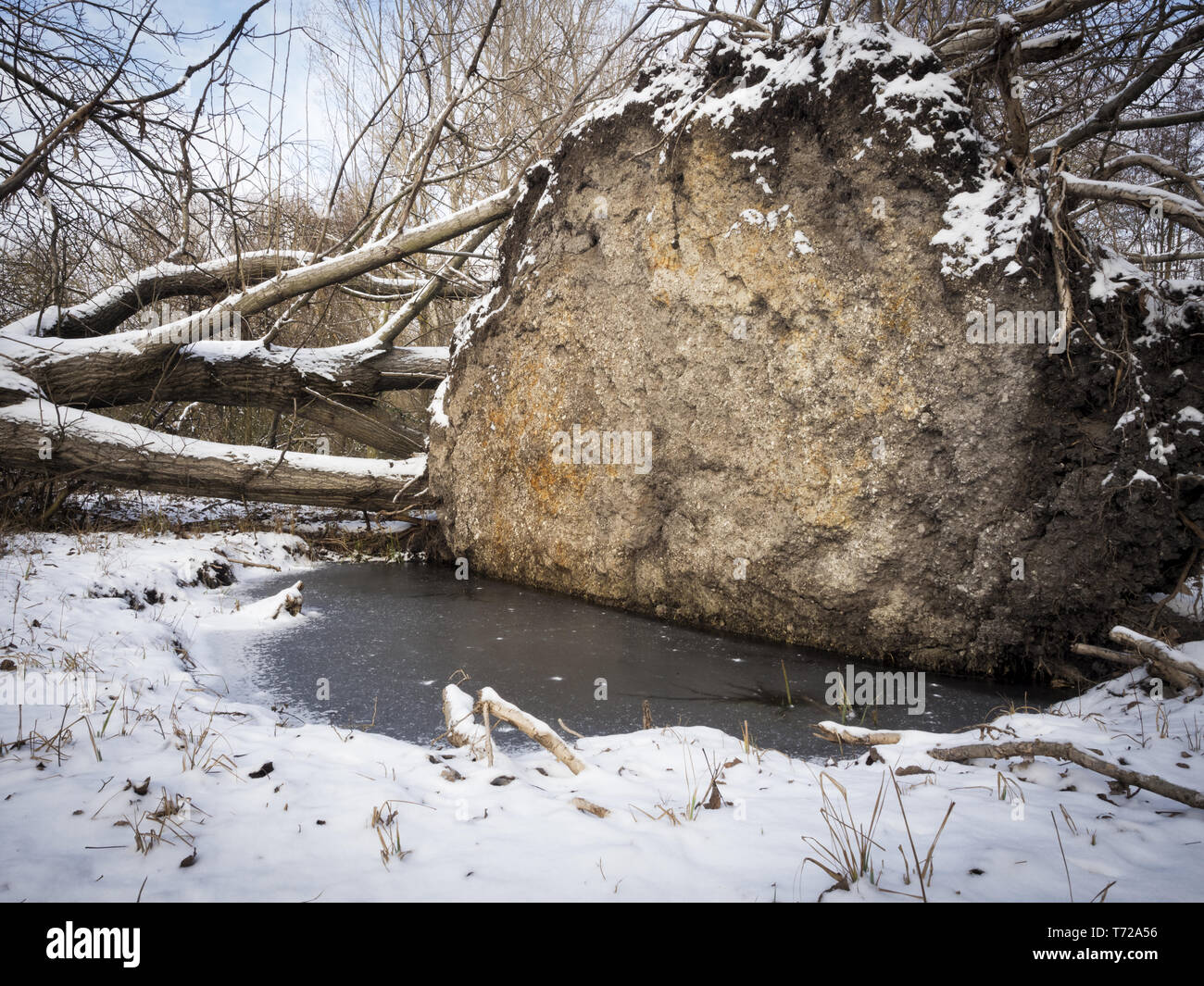 Tronco d'albero caduto in inverno immagini e fotografie stock ad alta ...