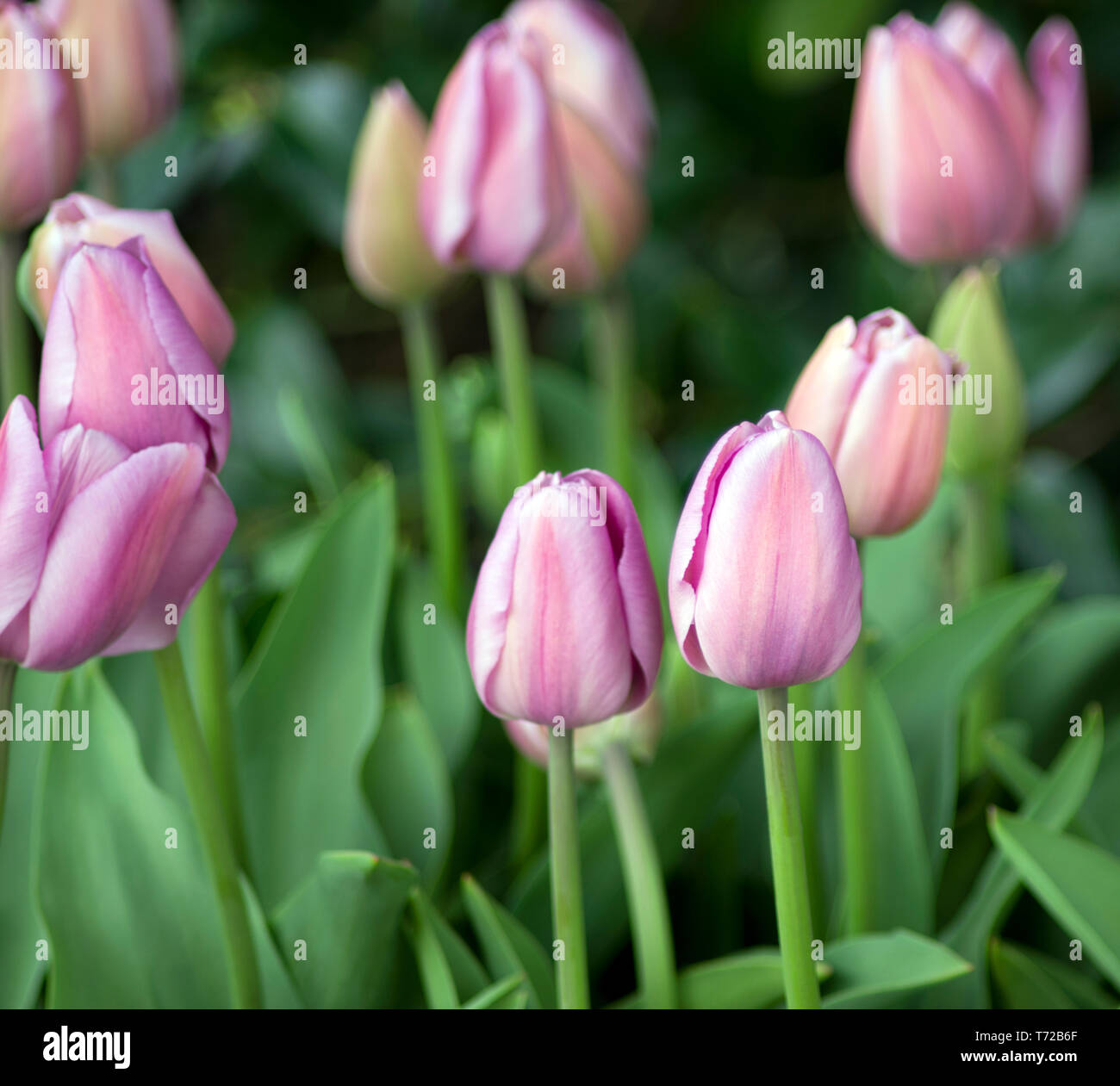 Her alibi immagini e fotografie stock ad alta risoluzione - Alamy