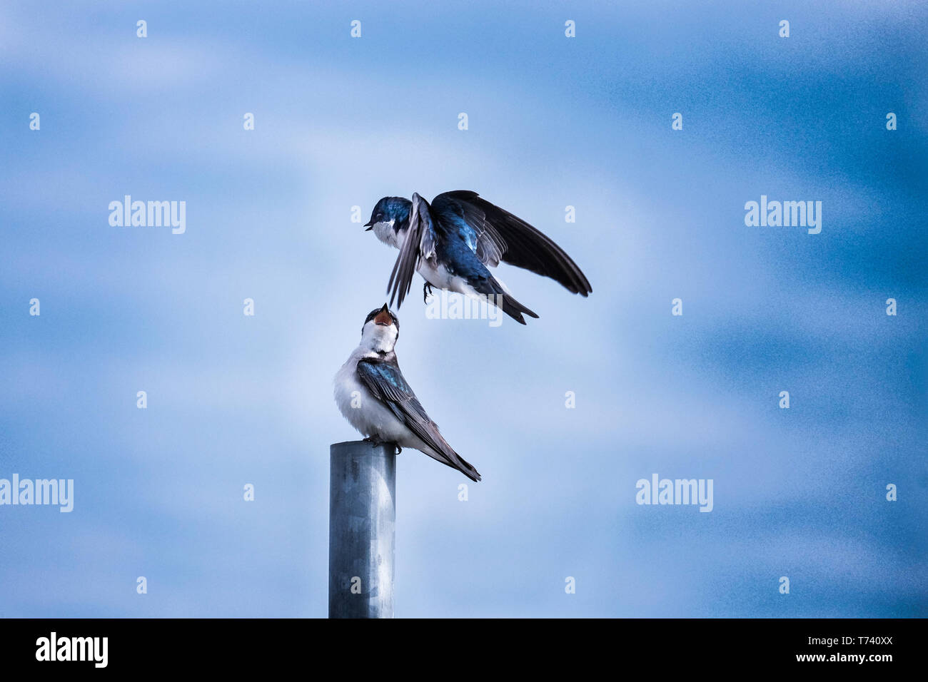 Due rondini in volo immagini e fotografie stock ad alta risoluzione - Alamy