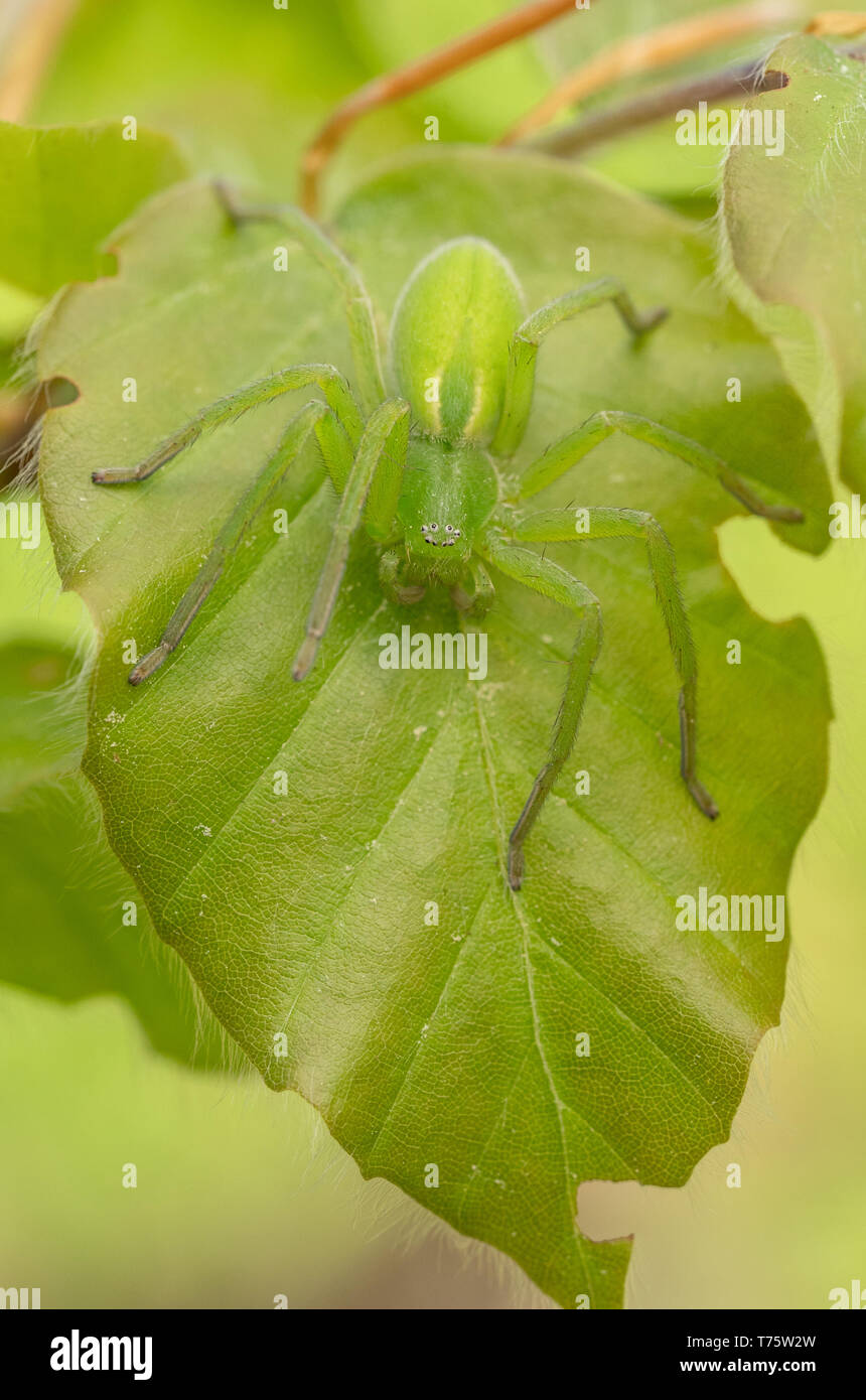 Ragno cacciatore sparassidae immagini e fotografie stock ad alta ...