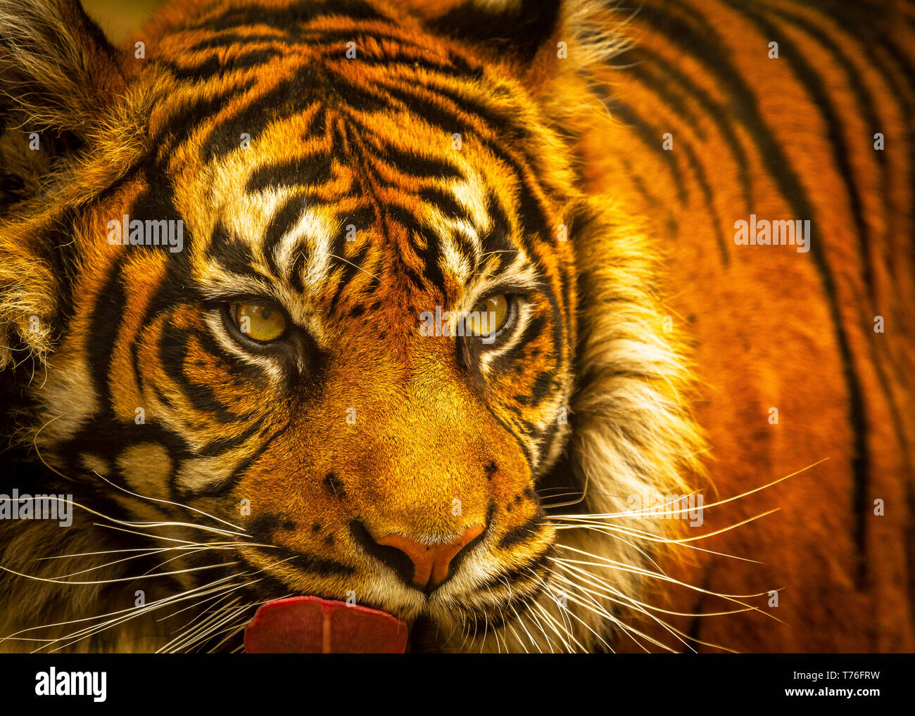 White tiger panthera tigris tigris in the water immagini e fotografie ...