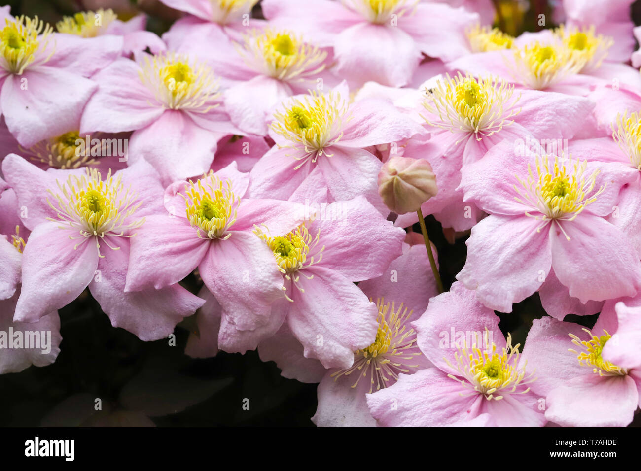 Fai Crescere Fiori Nel Tuo Giardino Immagini e Fotos Stock - Alamy