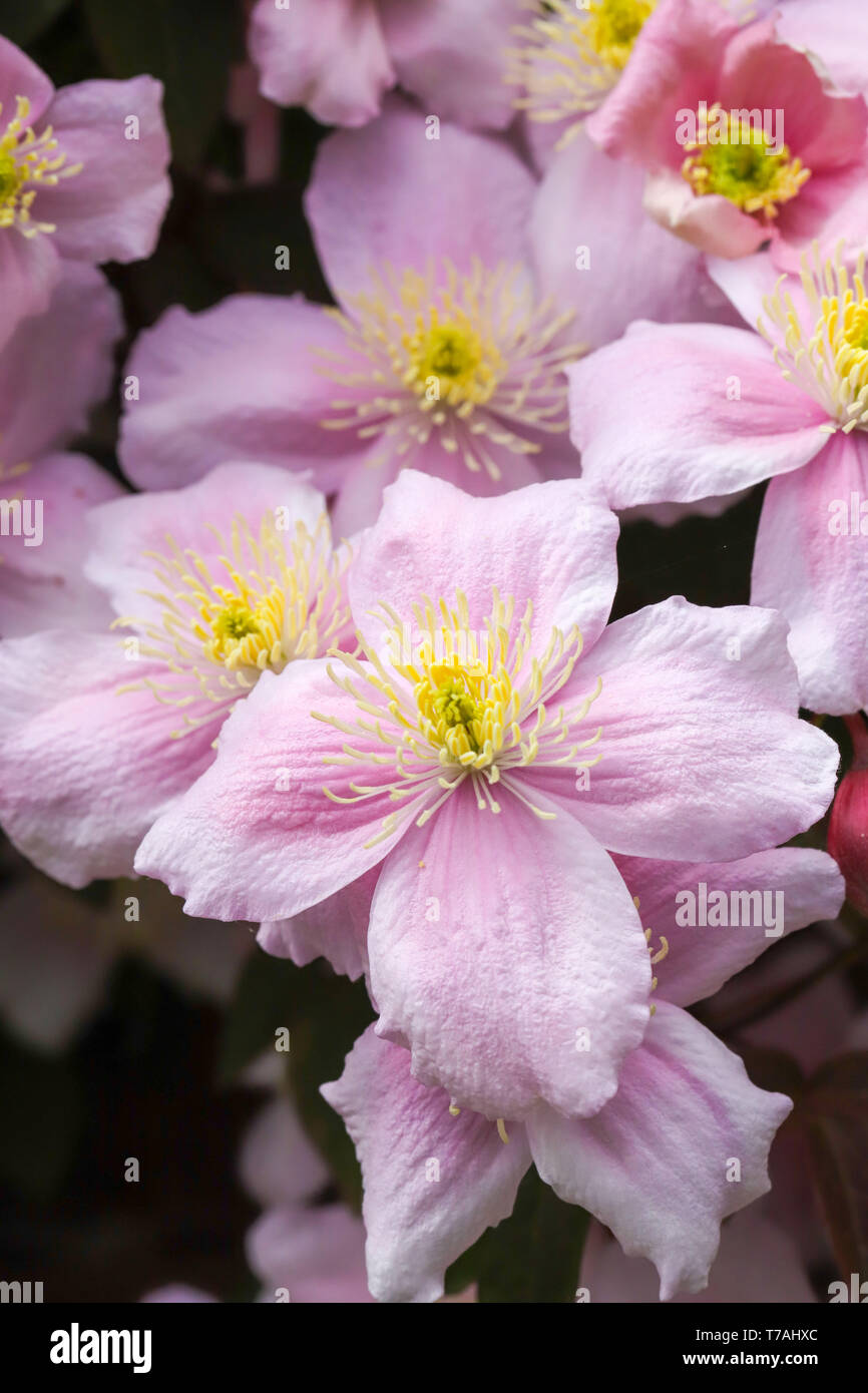 Clematis bud uk giardino immagini e fotografie stock ad alta ...