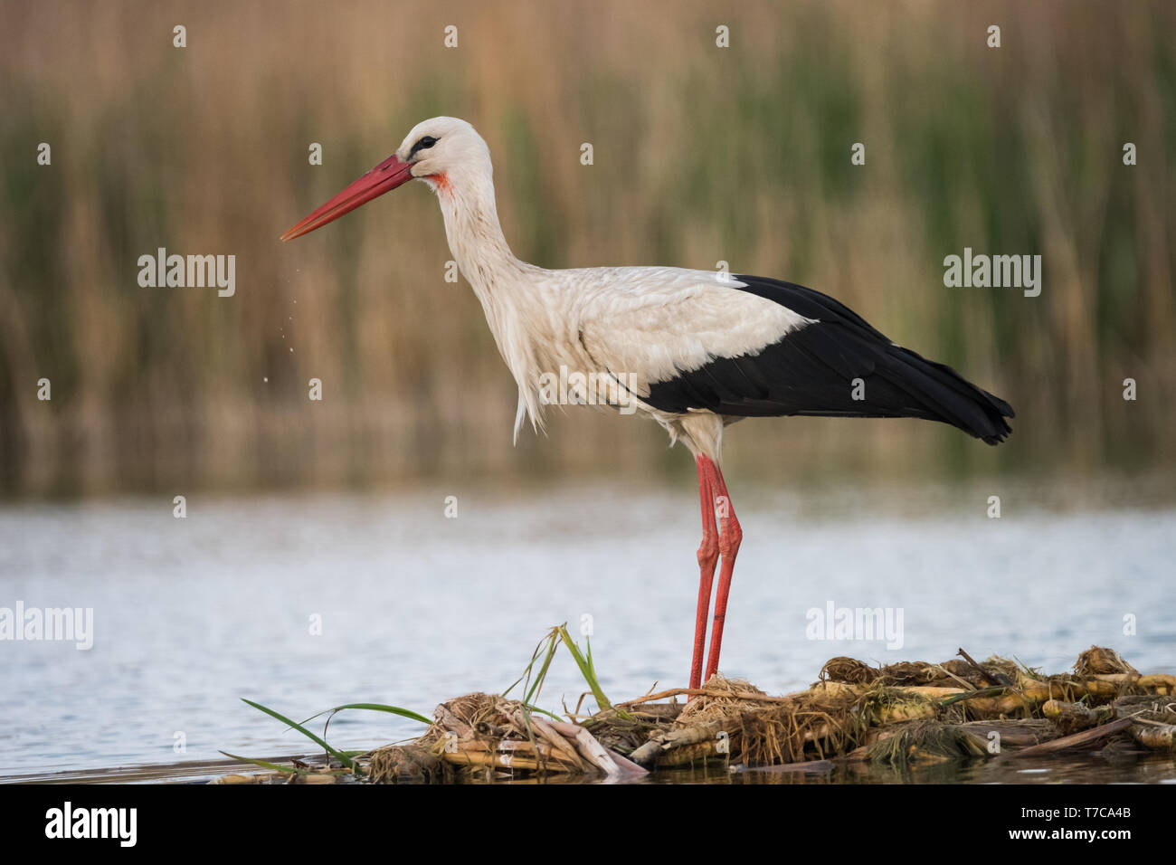 Cicogna Habitat Naturale Immagini e Fotos Stock - Alamy