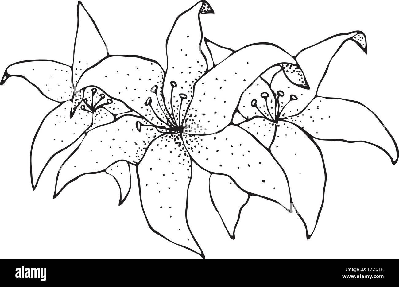 Lily fiori il disegno e lo schizzo con line-art su sfondi bianchi ...
